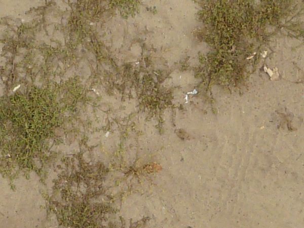 sandy ground texture 0006 - Texturelib